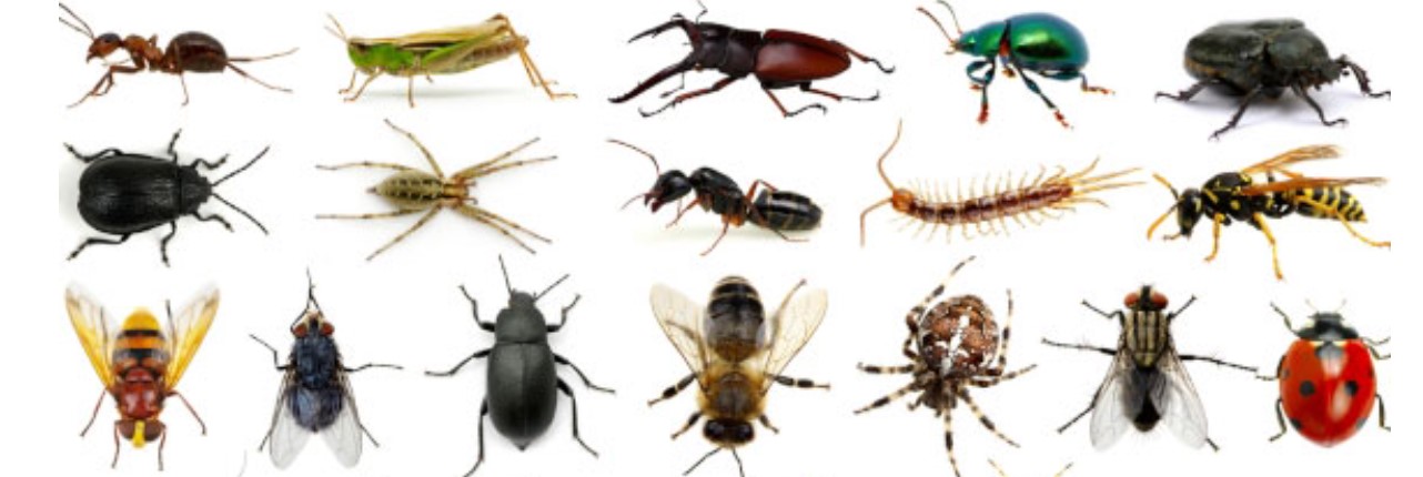 Insect Control – Concord Pest Control